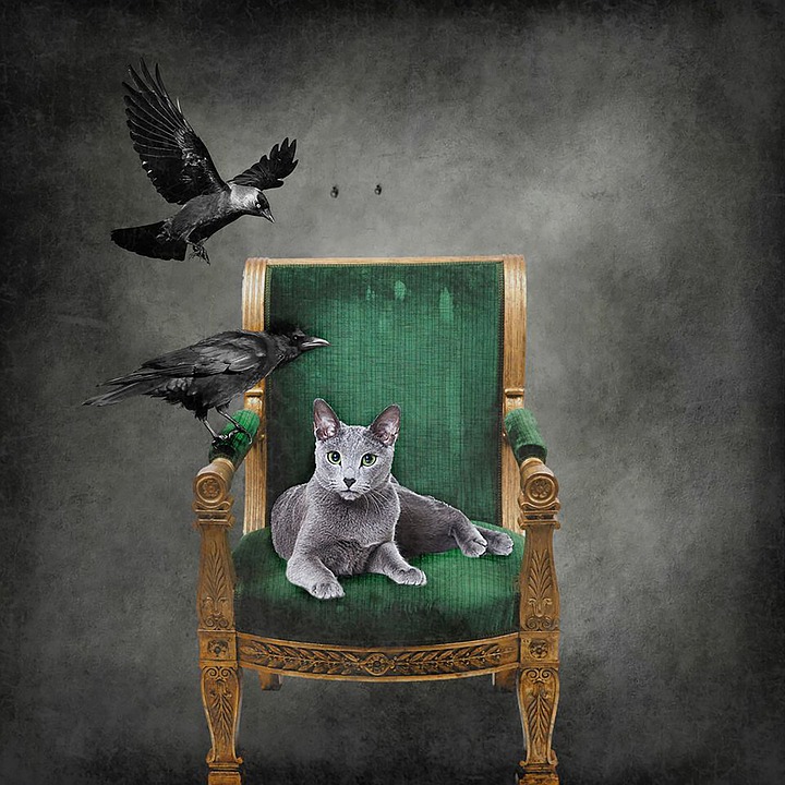 30 Days of Heathenry – Day 17 “Animals” – Great Odin's Raven!